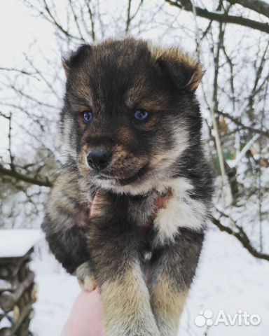 Щенок хаски
