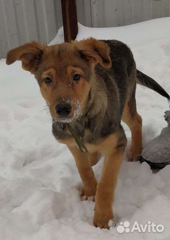 Щенок Марго 4 месяца стерилизована