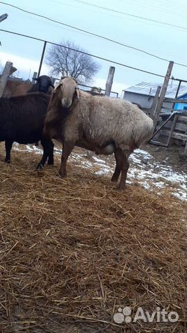 Бараны на племя