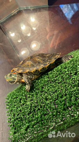 Красноухая черепаха