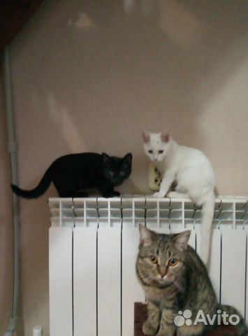 Котята в добрые руки