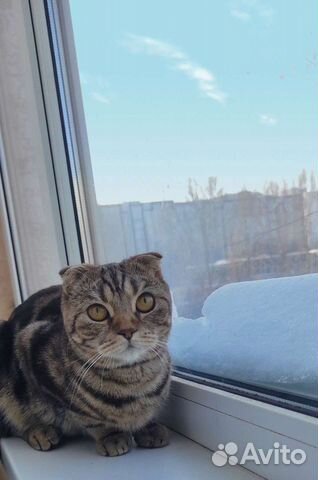 Кошка вислоухая мраморная табби