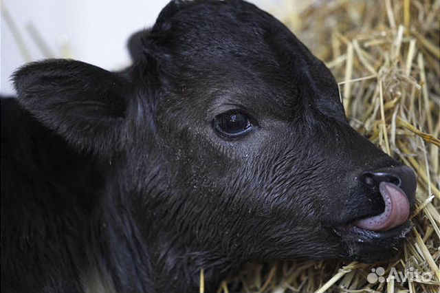 Продается тёлочка