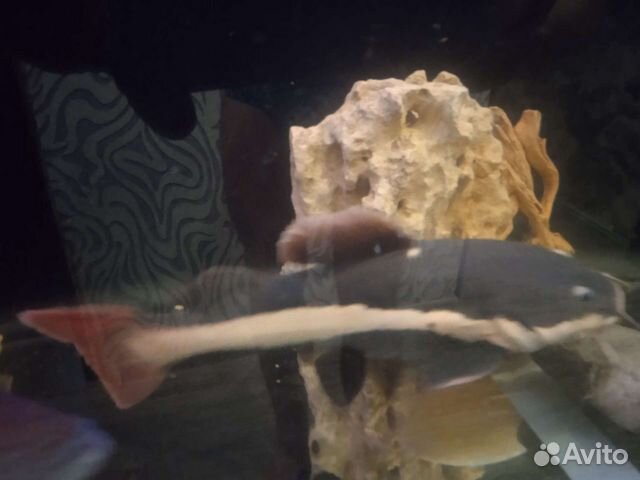 Продам краснохвостного сома длина около 25-27 см