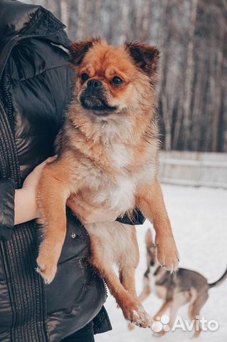 Собачка пекимопс Кузя ищет родителей