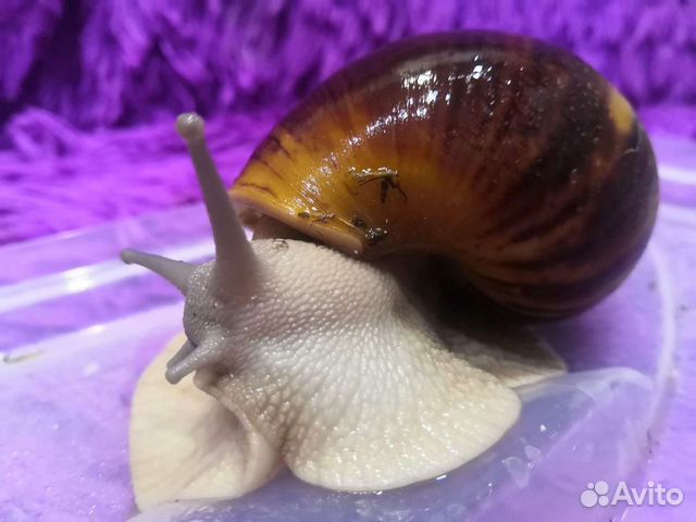 Улитка Архахатина