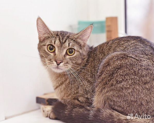Котик 11 мес