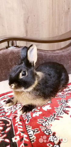 Декоративный кролик вязка