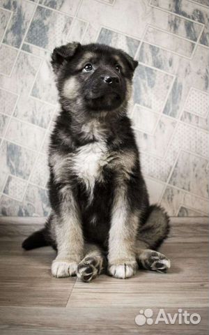 Щенки в дар, щенок в добрые руки, щенок мальчик в