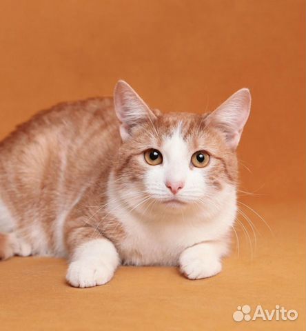 Молоденький котик Рыжик 11 месяцев в добрые руки