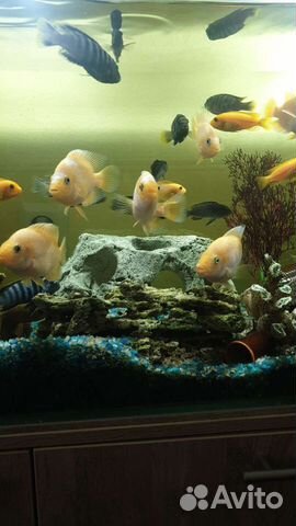 Аквариумные рыбы цихлиды обмен