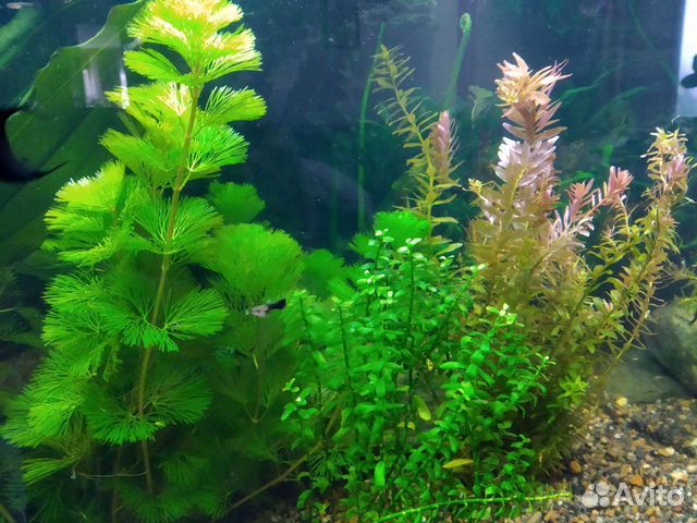 Аквариумные растения