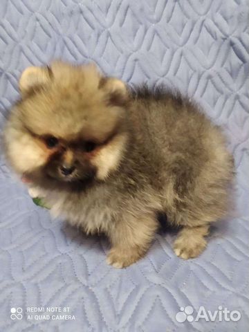 Супер мишки без резерва