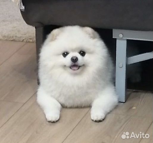 Померанский шпиц вязка