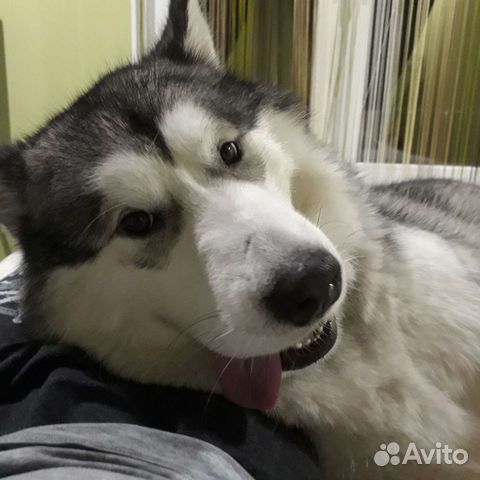 Аляскинский маламут