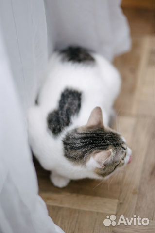 Котята брат и сестричка бесплатно