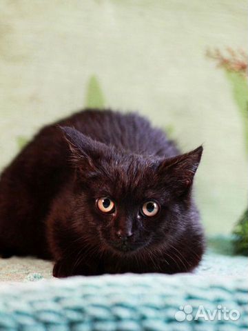 Котята Чук И Гек ищут хозяев. В добрые руки