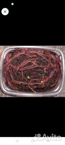 Червь в банке