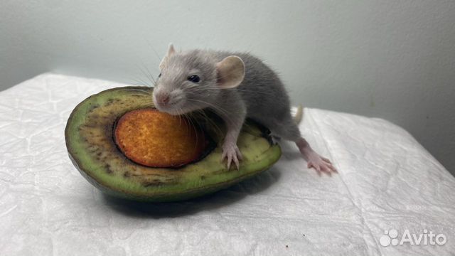 Крысята Дамбо