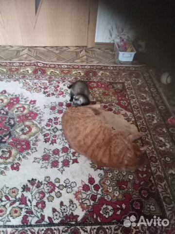 В#озьму в добрые руки хорька