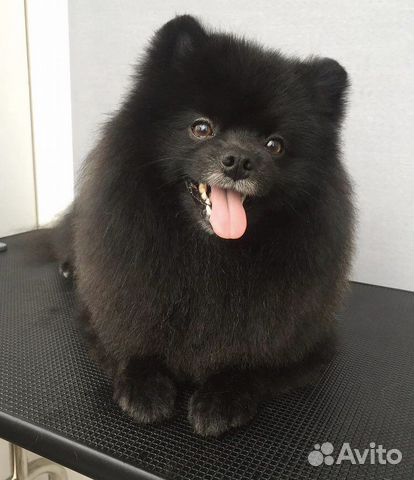 Вязка немецкий малый шпиц (кобель)