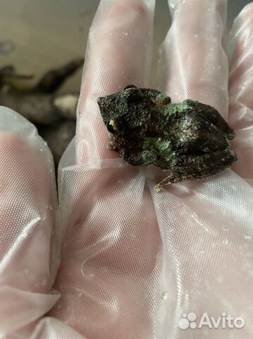 Лягушки веслоноги, квакши