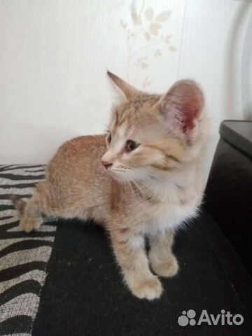 Отдам котенка в добрые руки