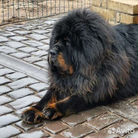 Шикарные Тибеточки деточки