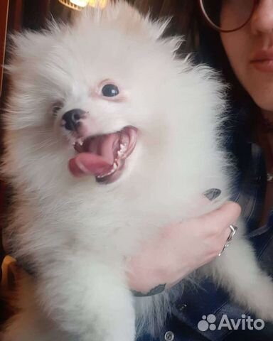 Щенок шпиц померанец