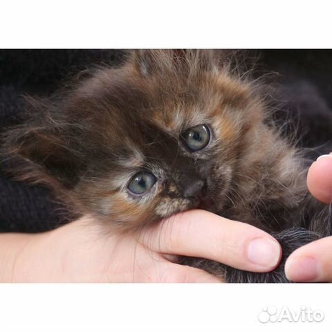 Кошечка Пенни