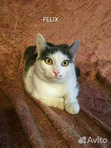 Котик Феликс, 10 мес
