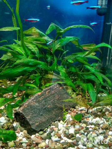 Аквариумные растения прополка