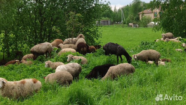 Овцы, ягнята и бараны