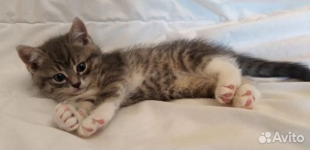 Котёнок в добрые руки