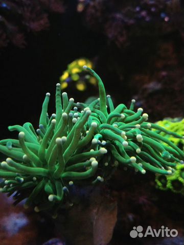 Коралл эуфилия