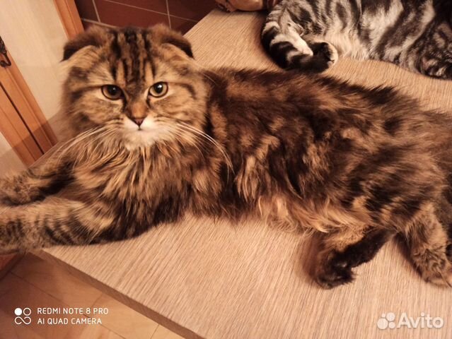Шотландская вислоухая кошка