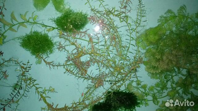 Аквариумные растения