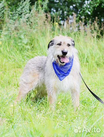 Собака ищет место в тёплой квартире