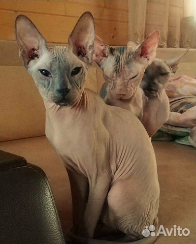 Донской Сфинкс / клубные котята для разведения