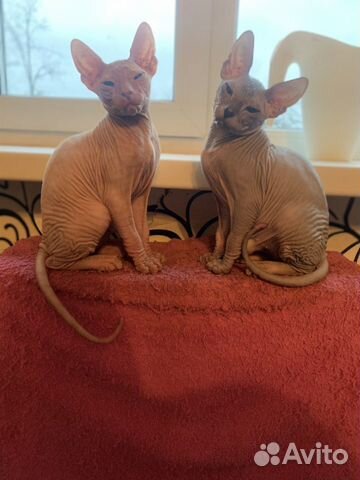 Котята донские сфинксы