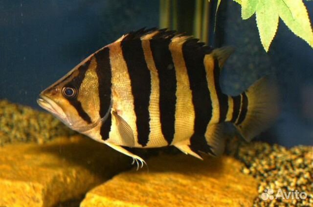 Тигровый окунь