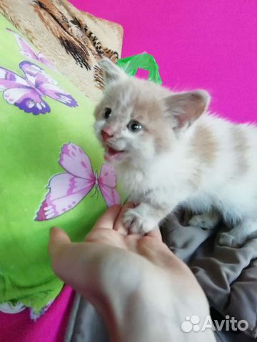 Котенок 1 мес бежевый