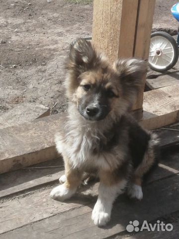 Щенок в добрые руки