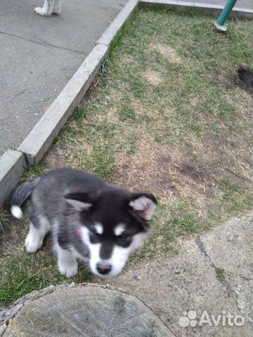Аляскинский маламут щенки