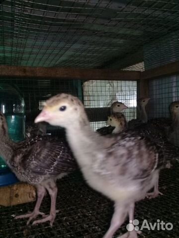 Подрощенные индюшата