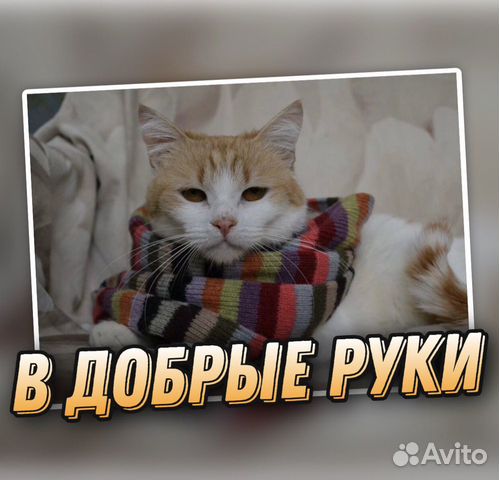 Лимончик в добрые руки