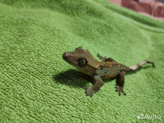 Геккон бананоед реснидчатый