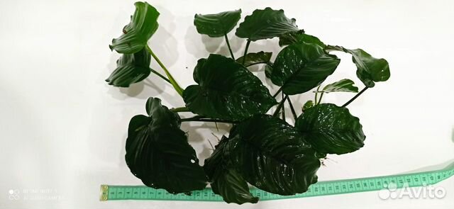 Анубиас Бартера (лат. Anubias barteri)