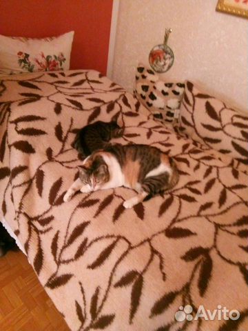 Отдам кошечку, зовут Алиса, 2 года.Умная, лоток зн