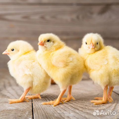 Цыплята бройлеры подрощенные